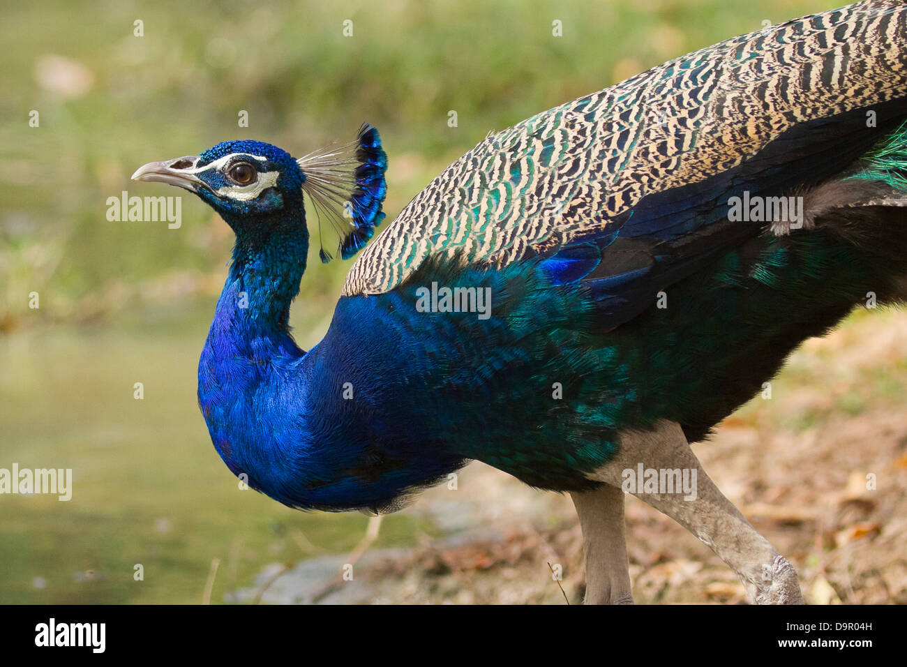 Indian peafowl (pavo cristatus Stock Photo - Alamy