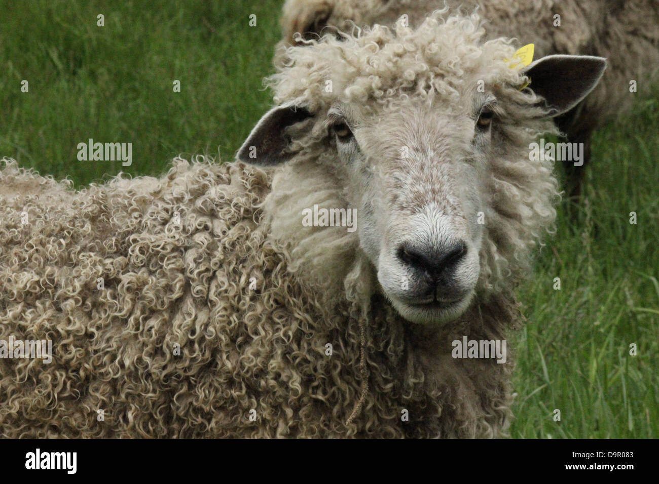 Curly sheep wool hi-res stock photography and images - Alamy