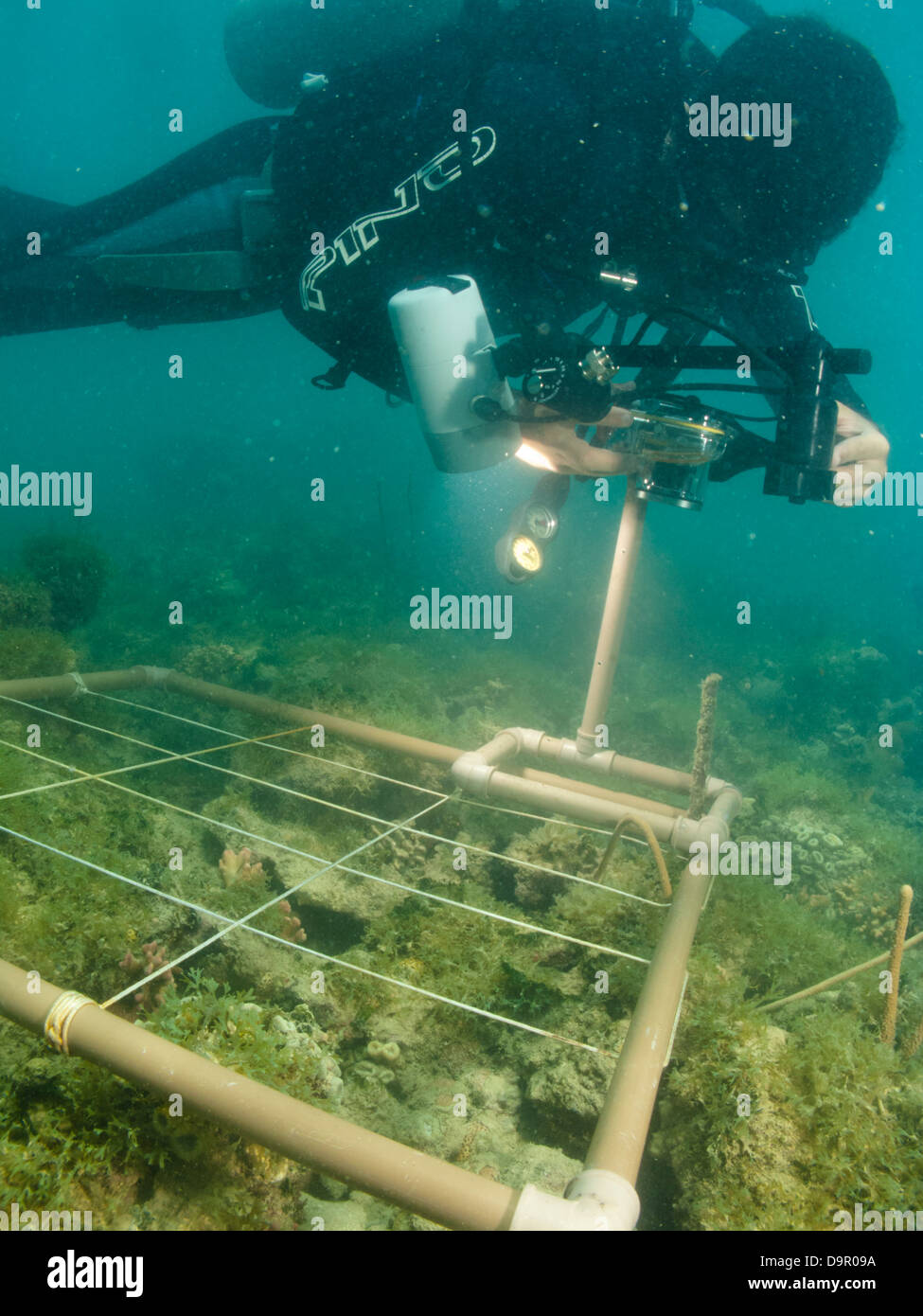 underwater research on a coral reef using digital photography to do ...