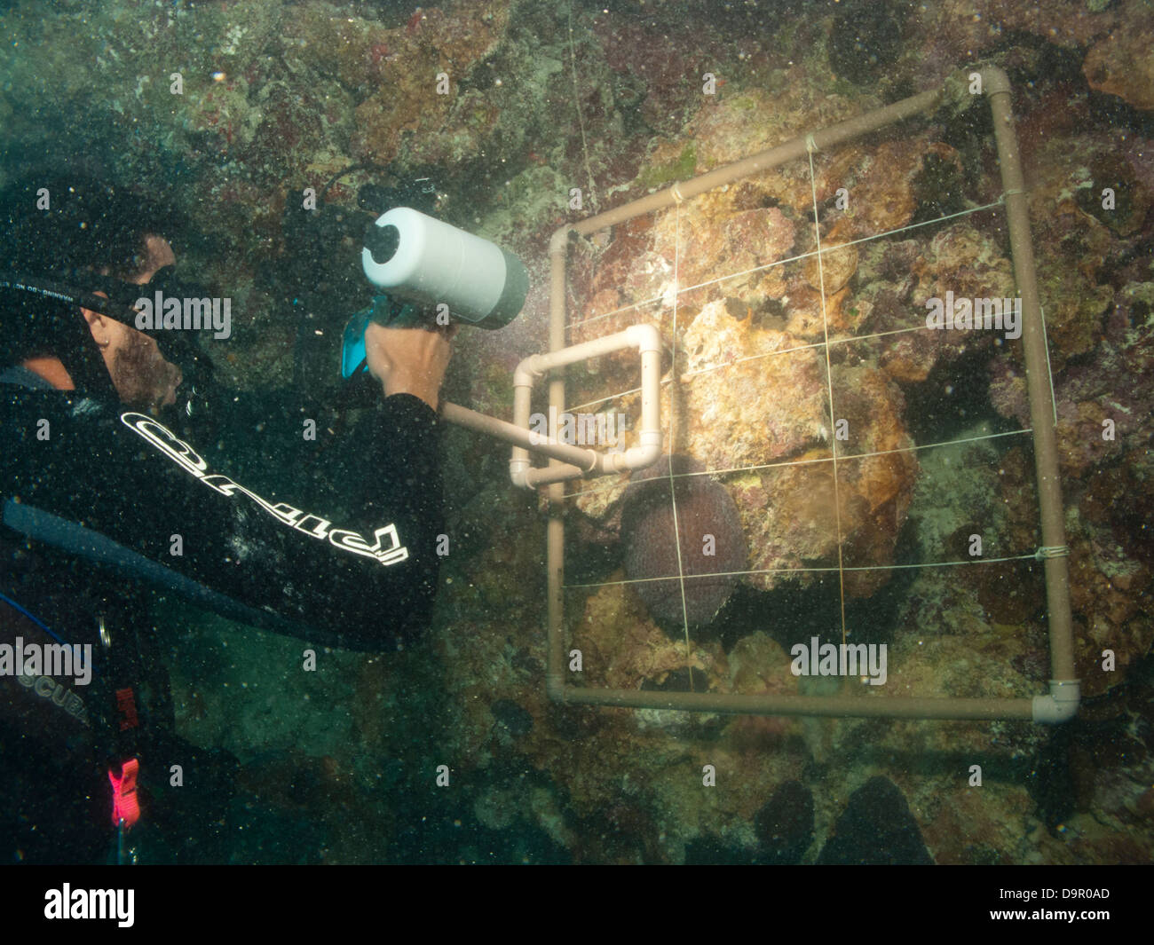 Transect sampling hi-res stock photography and images - Alamy