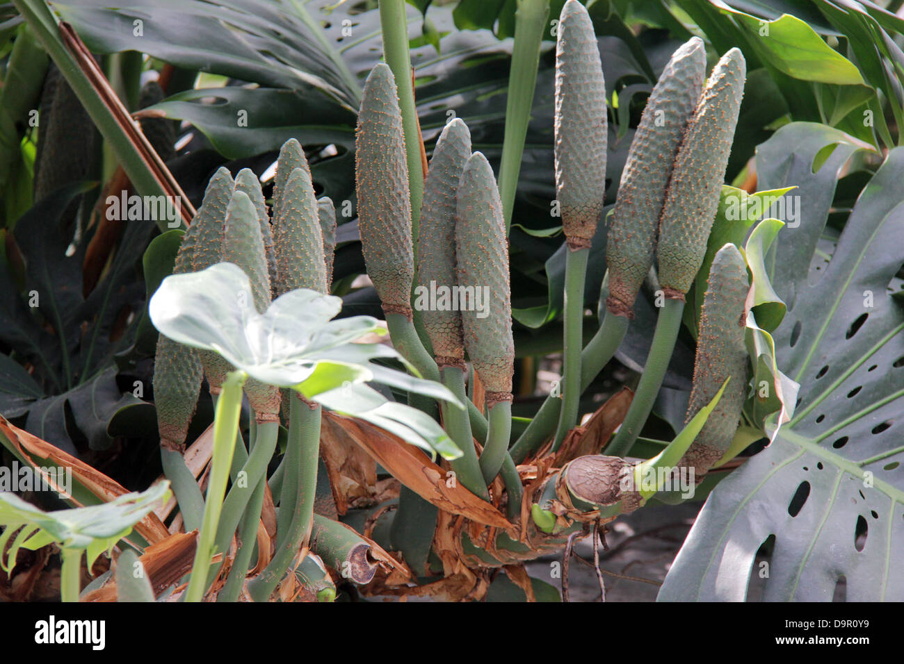 Cylinder shaped plant structures Stock Photo - Alamy