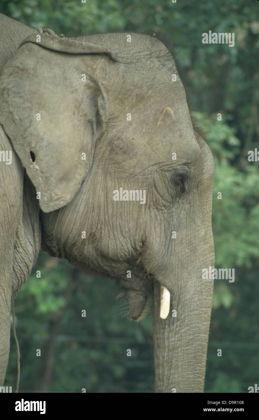 Portrait domestic asian elephant hi-res stock photography and images ...