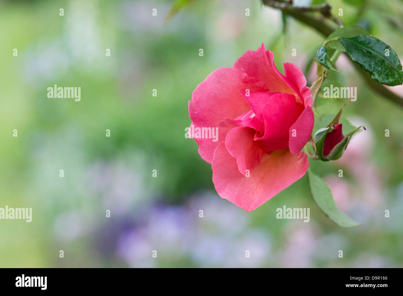 Rosa 'Summer Wine'. Climbing Rose Stock Photo - Alamy