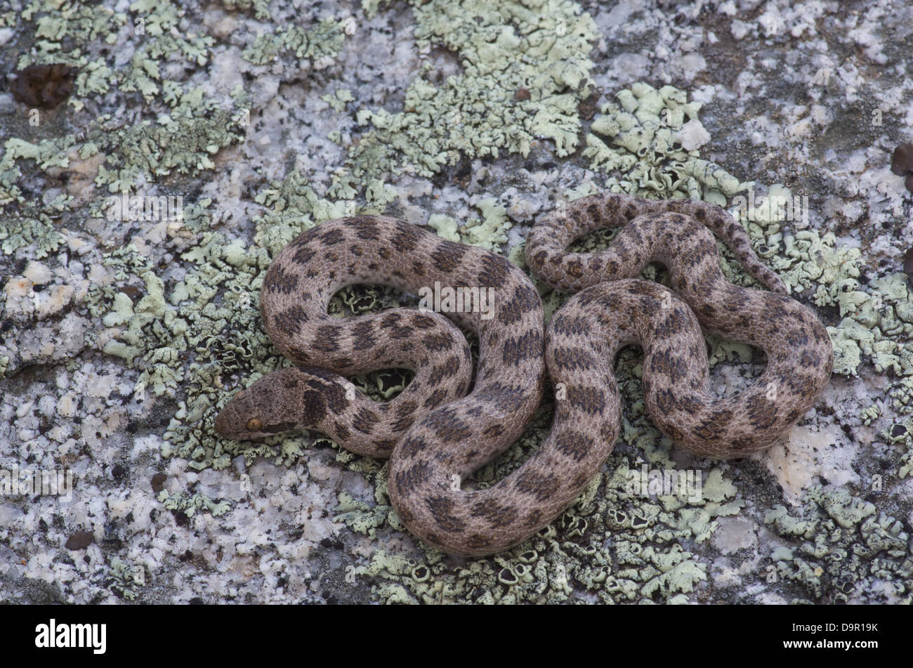 Nightsnake hi-res stock photography and images - Alamy