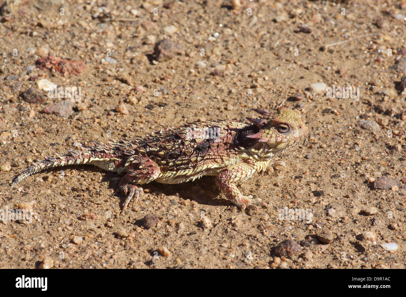 A Cedros Island Horned Lizard (Phrynosoma cerroense) in Baja California ...