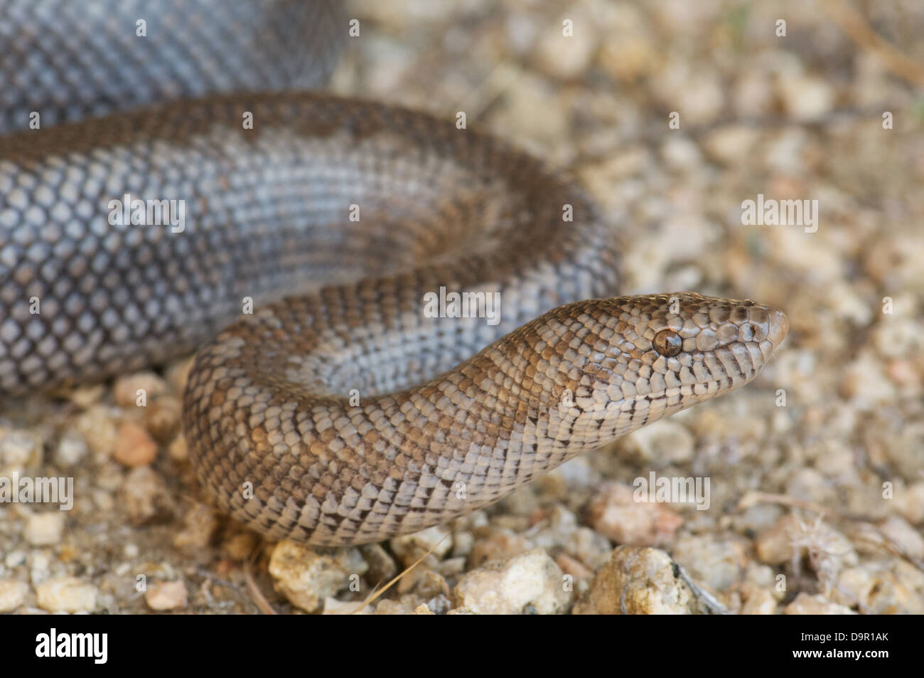 A Rosy Boa (Lichanura trivirgata) on the gravel desert floor near ...