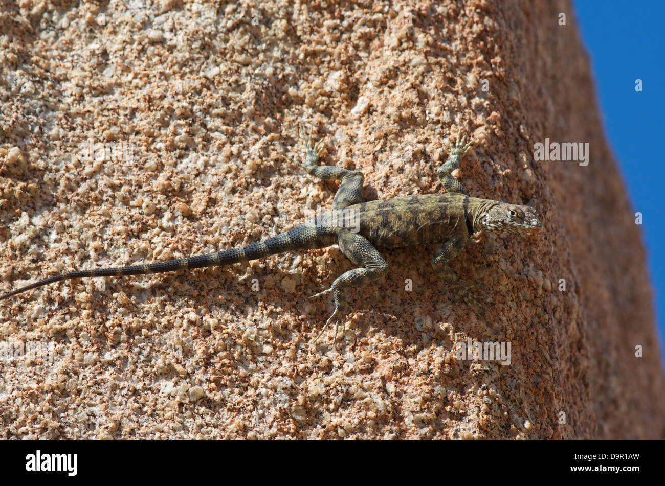 A Mearns' Rock Lizard (Petrosaurus mearnsi mearnsi) perched on a ...