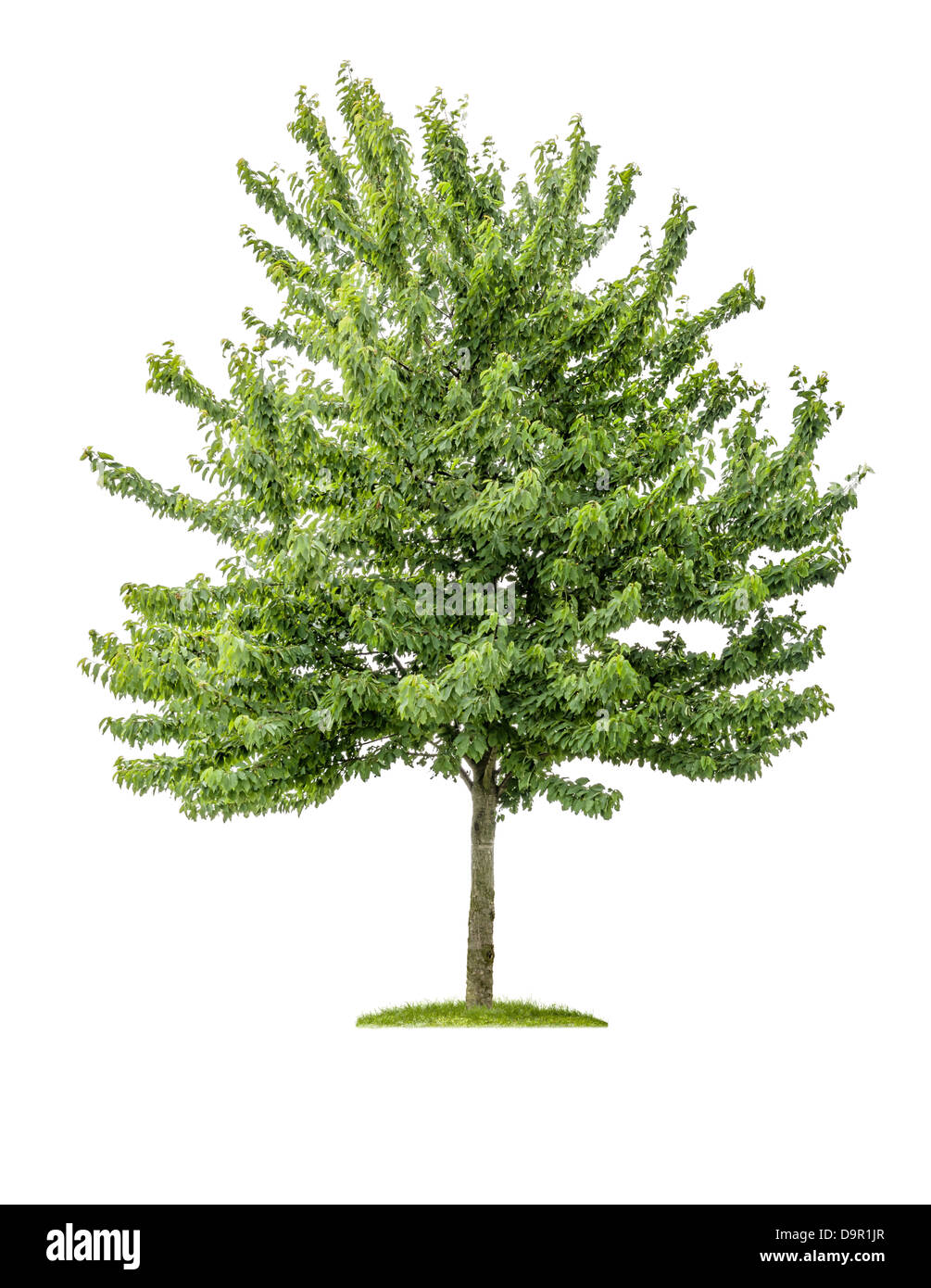 isolated cherry tree on a white background Stock Photo - Alamy