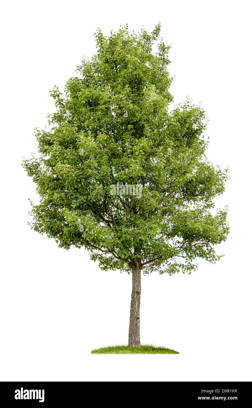isolated deciduous tree on a white background Stock Photo - Alamy