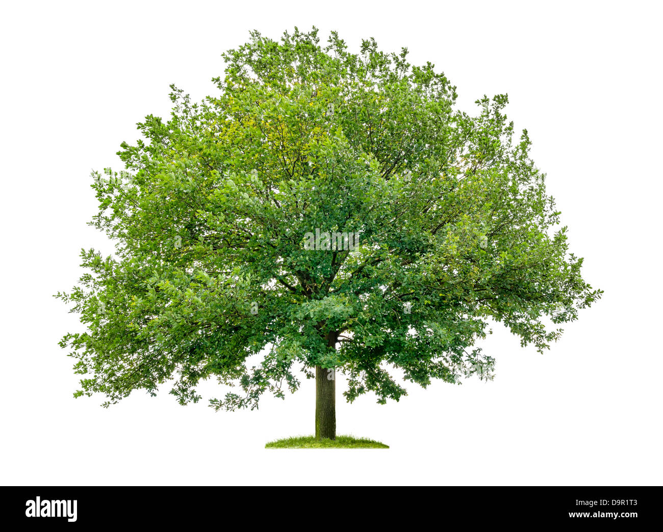 The mighty oak tree Cut Out Stock Images & Pictures - Alamy