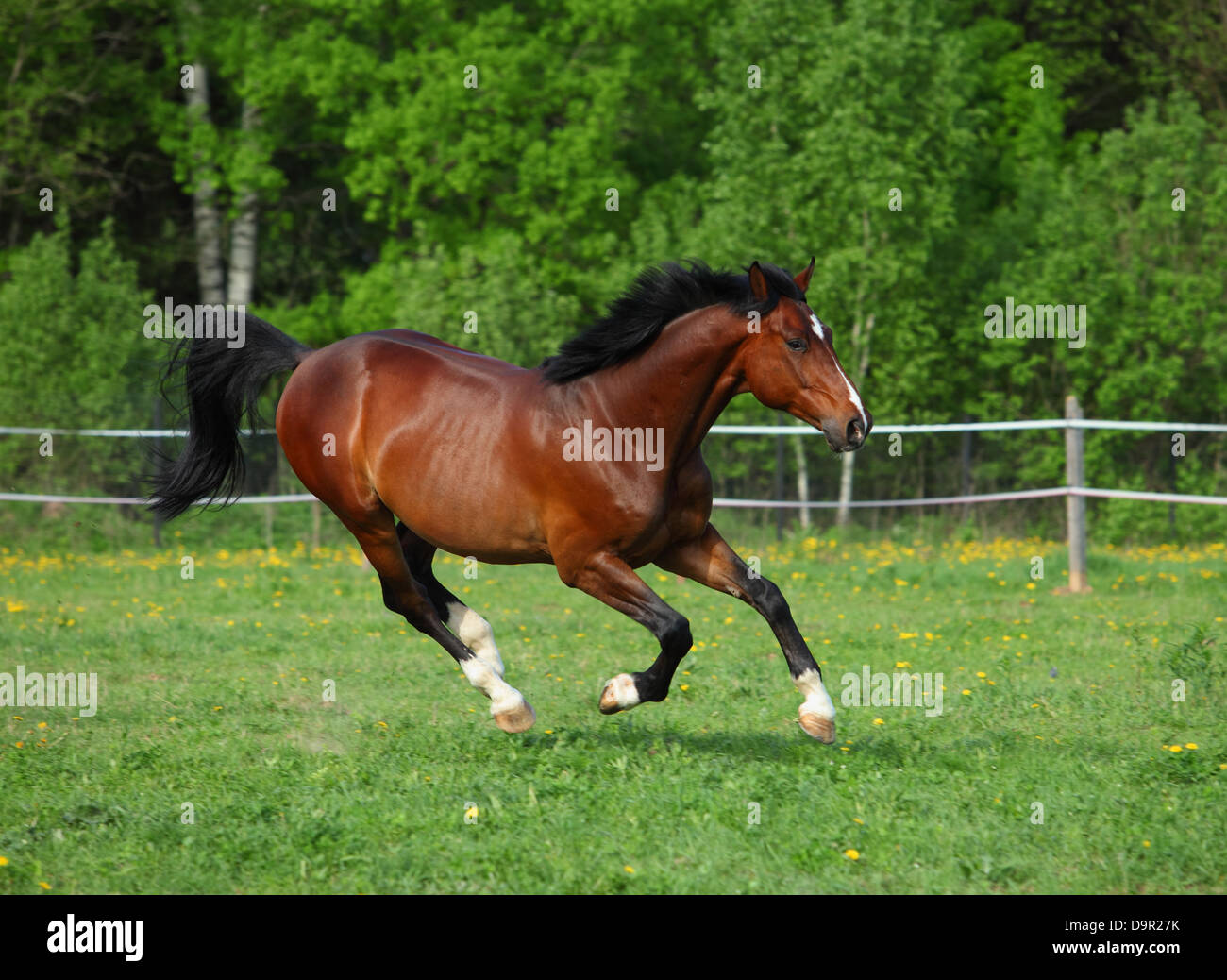 Bay stallion gallop hi-res stock photography and images - Alamy