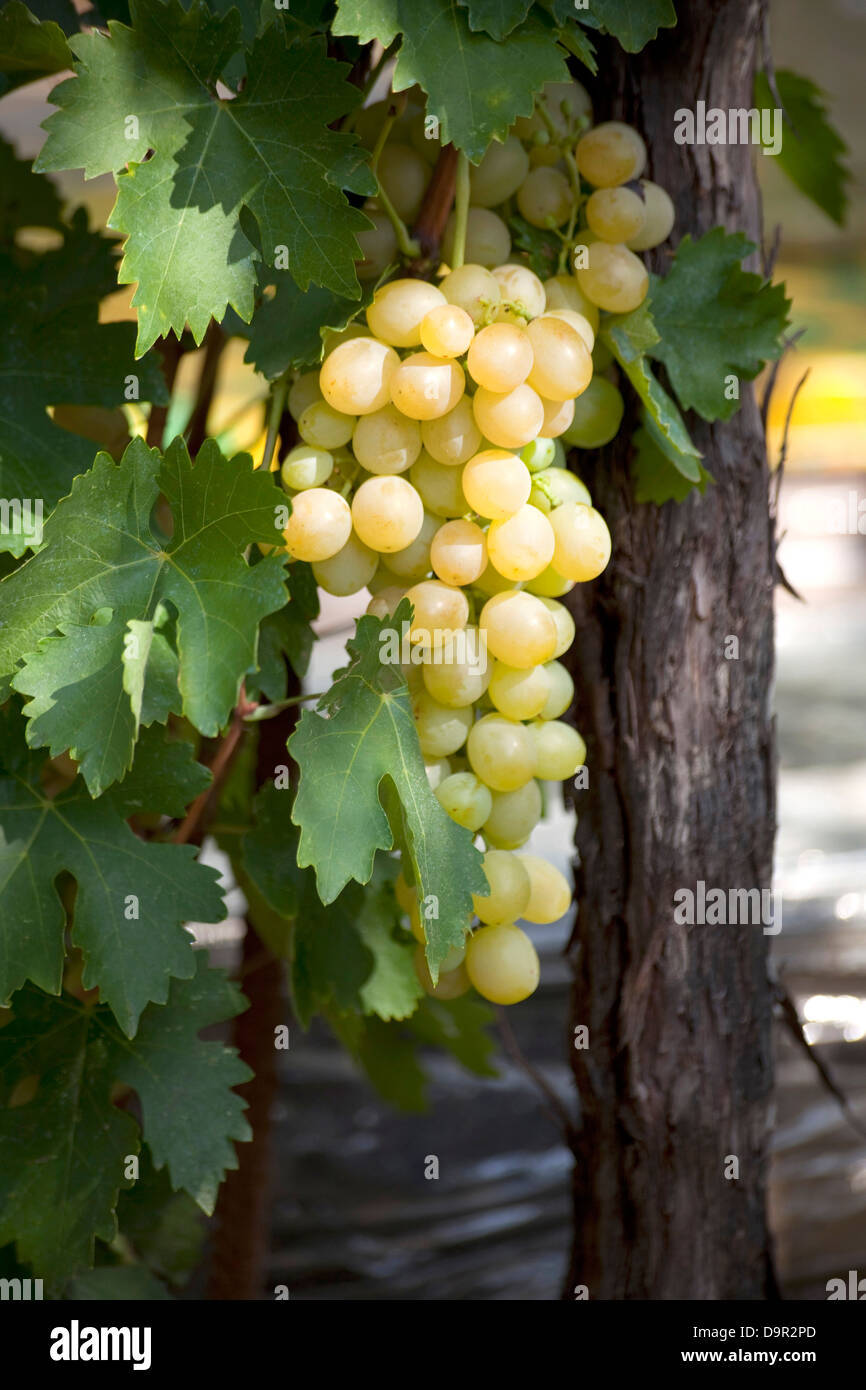 Grapes on vine hi-res stock photography and images - Alamy