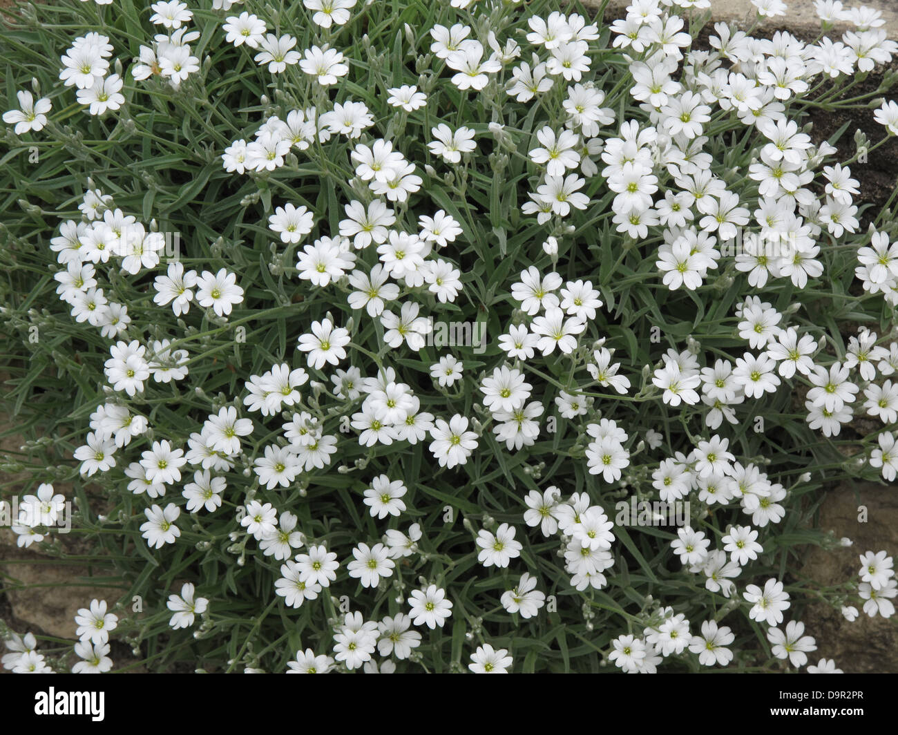 many small white flowers Stock Photo - Alamy