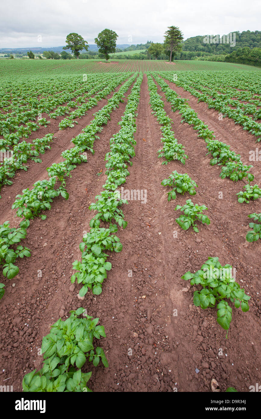 Potatoes crop growing on ridges, Herefordshire, England, UK Stock Photo ...