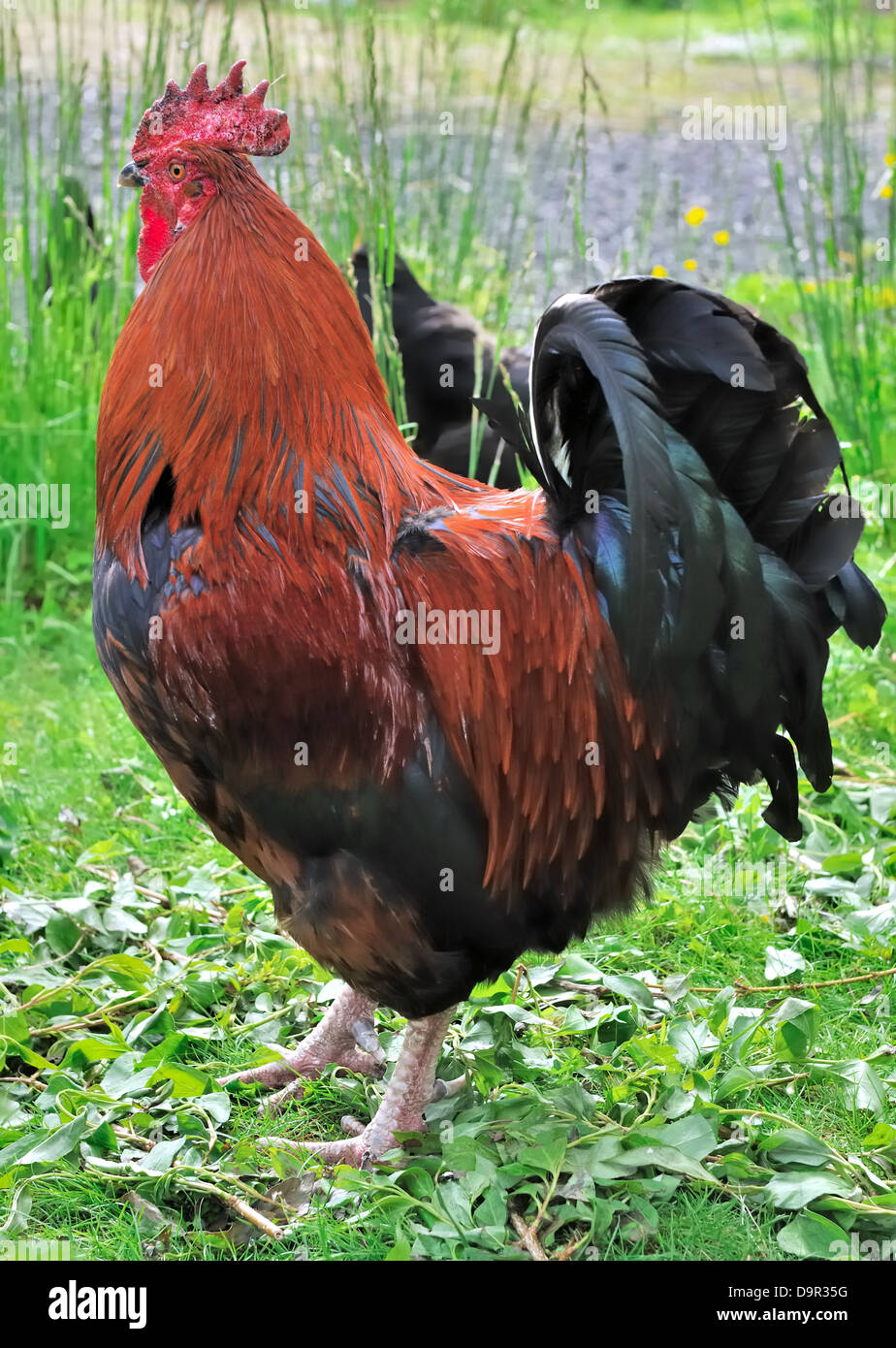 Beautiful rooster hi-res stock photography and images - Alamy
