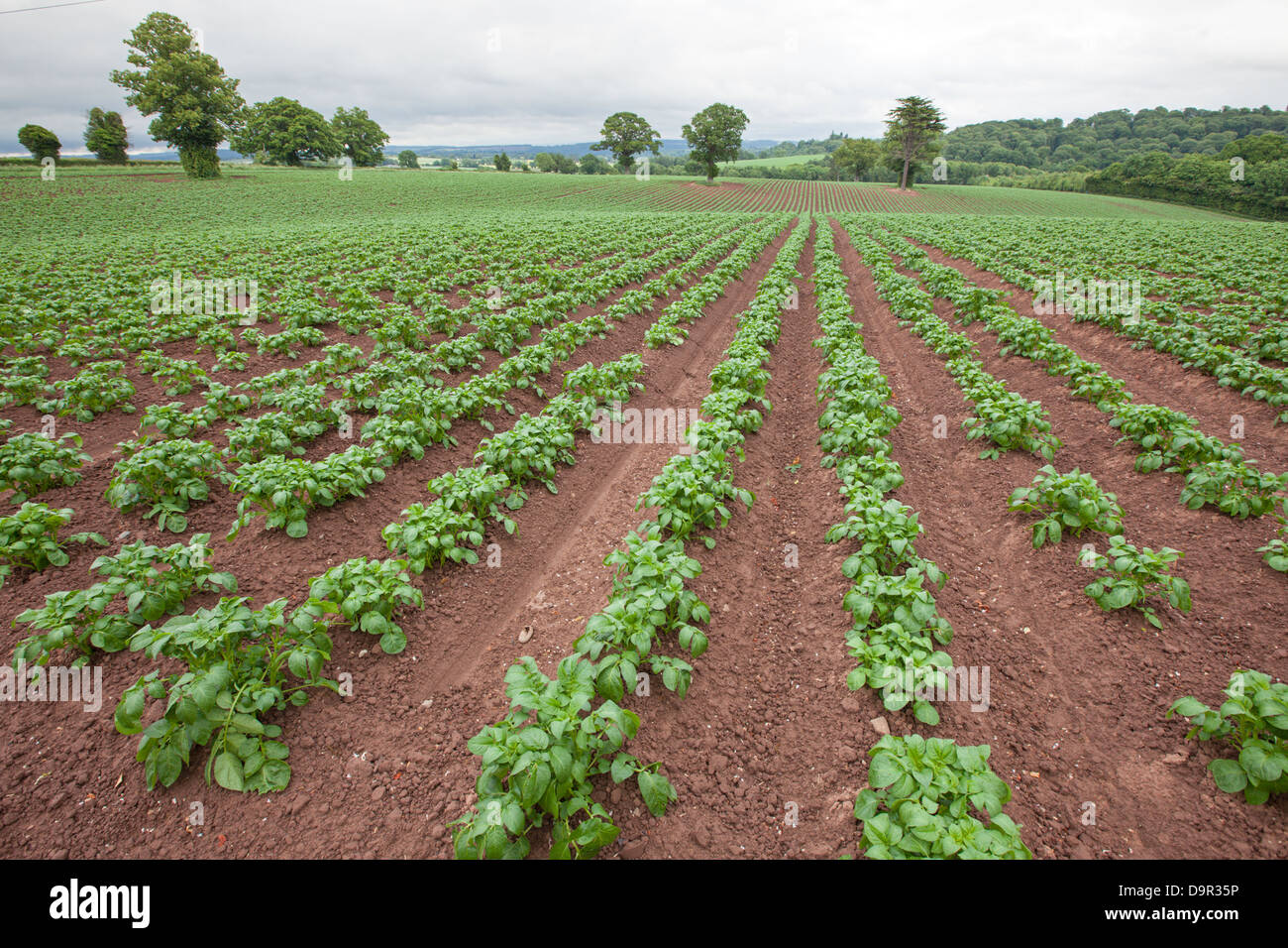 Potatoes crop growing on ridges, Herefordshire, England, UK Stock Photo ...