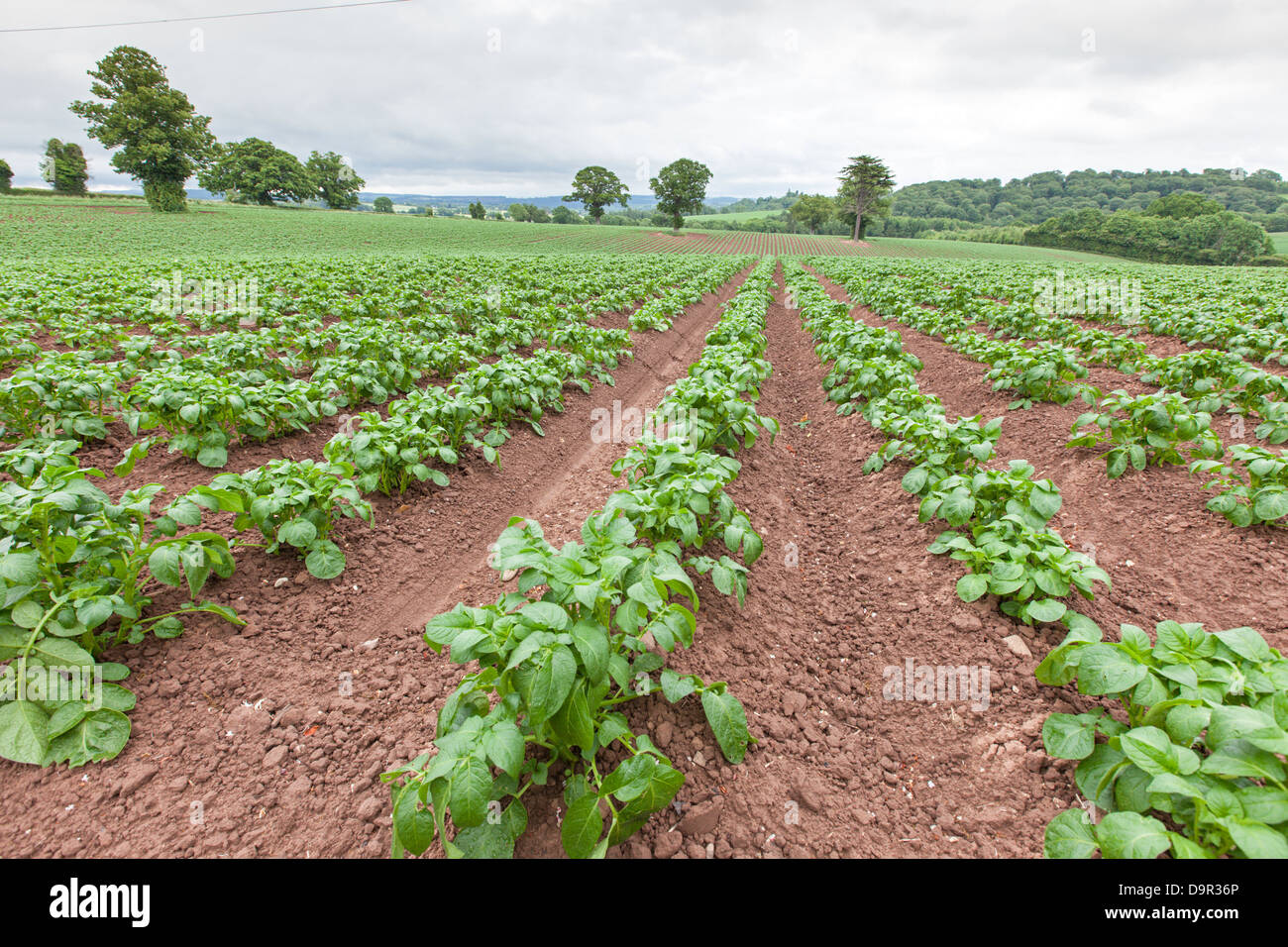 Potatoes crop growing on ridges, Herefordshire, England, UK Stock Photo ...