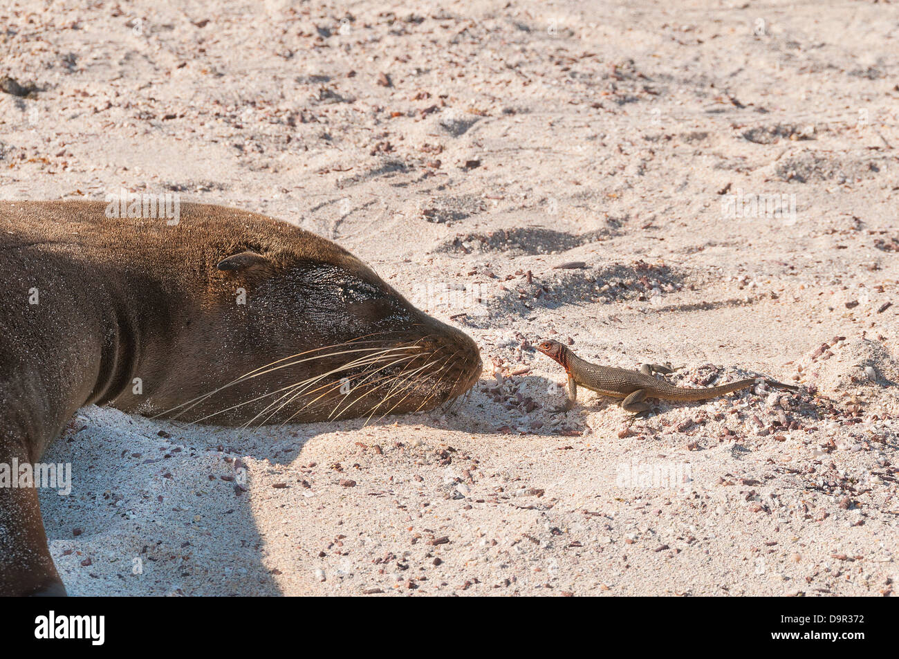 Galapagos sea lion nose to nose with a lava lizard. The lizard feeds ...
