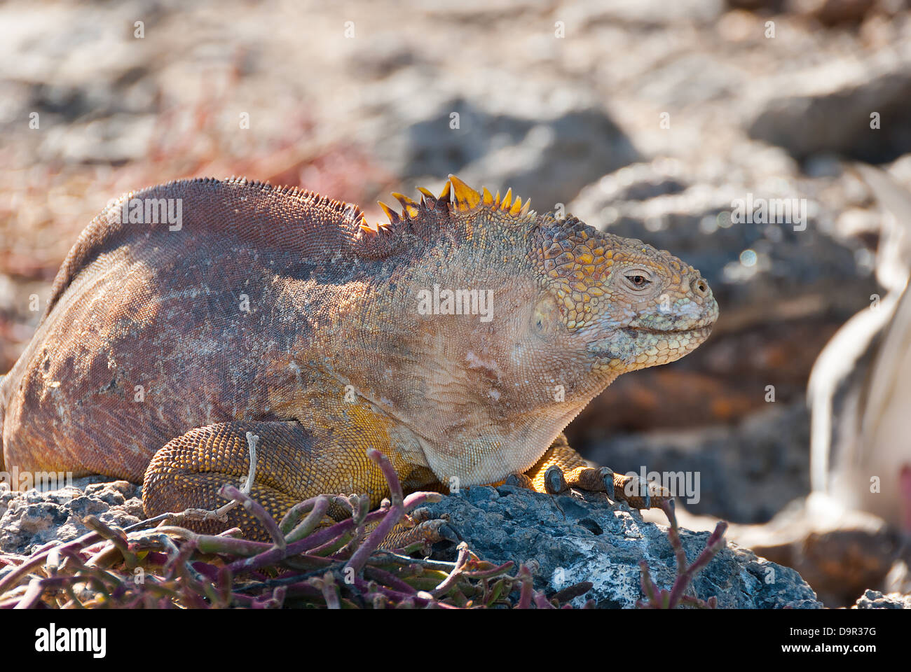 Galapagos Land Iguana Stock Photo - Alamy