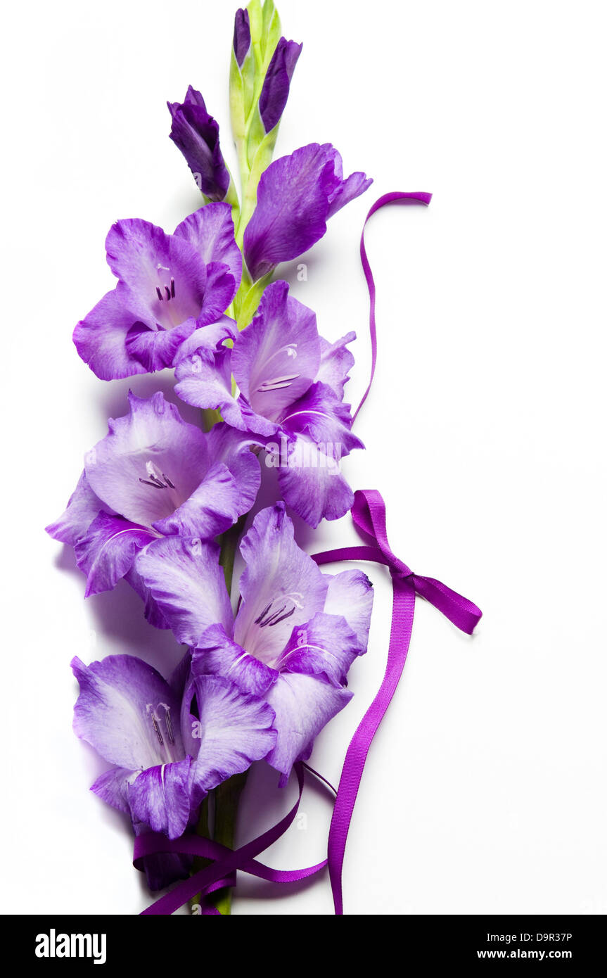 Purple gladiolus flowers hi-res stock photography and images - Alamy