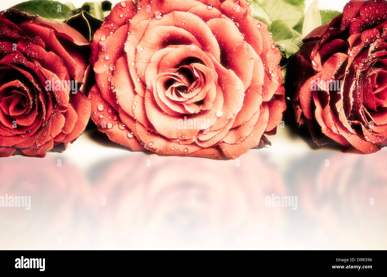 three red roses on a reflective surface Stock Photo - Alamy