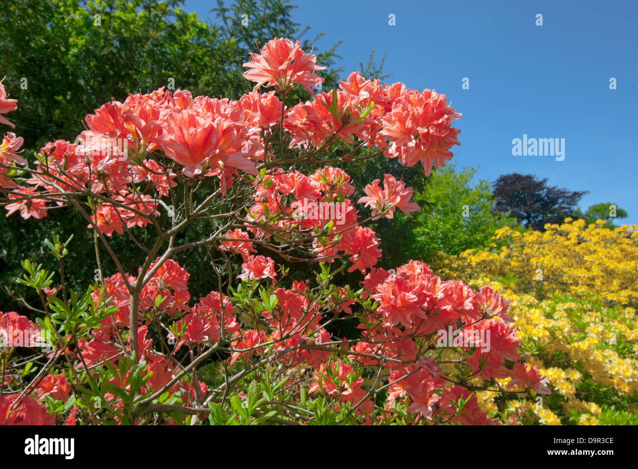 Azaleas at Blickling Hall Garden Norfolk June Stock Photo - Alamy