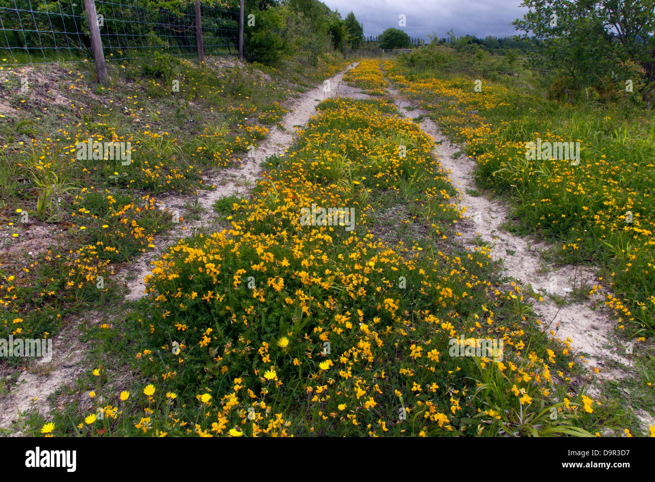 Old flower lined track in chalk quarry Chilterns Bucks Stock Photo - Alamy