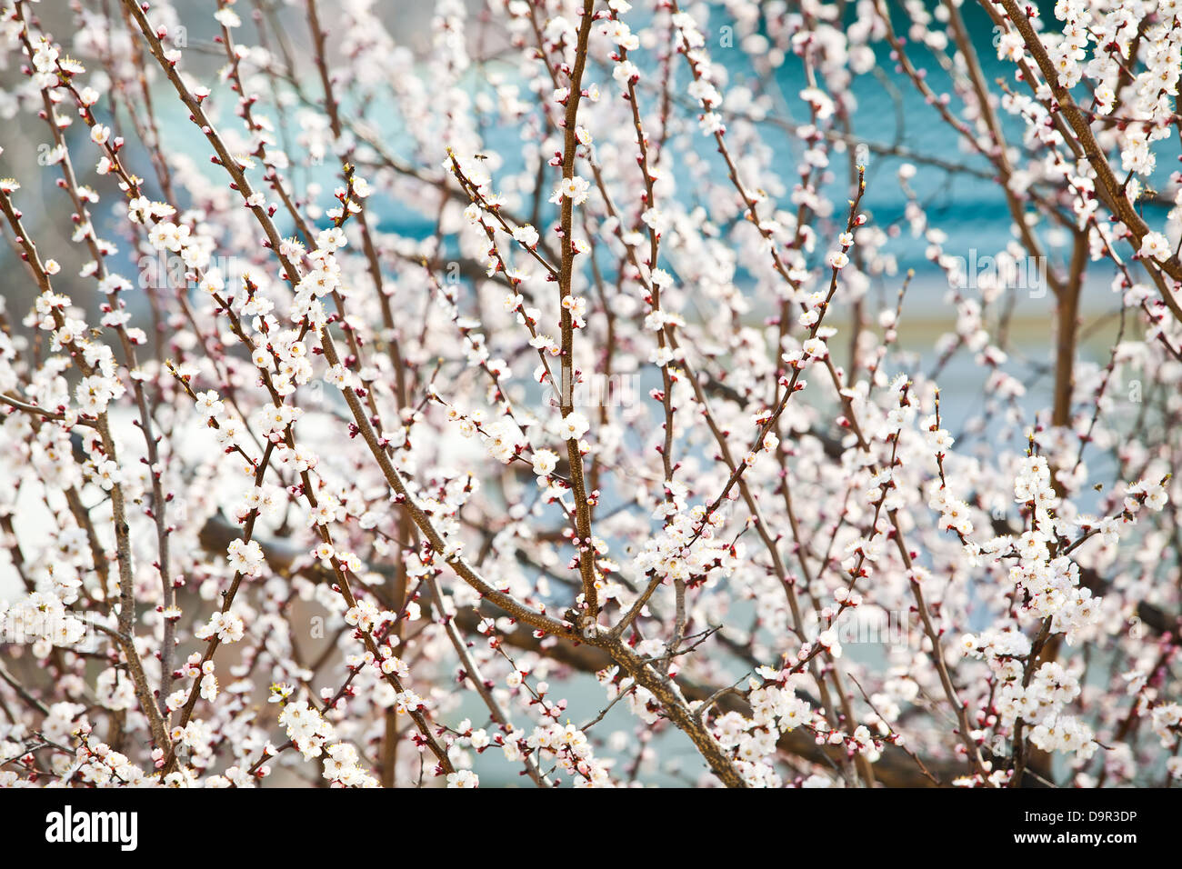 Apricot tree hi-res stock photography and images - Alamy
