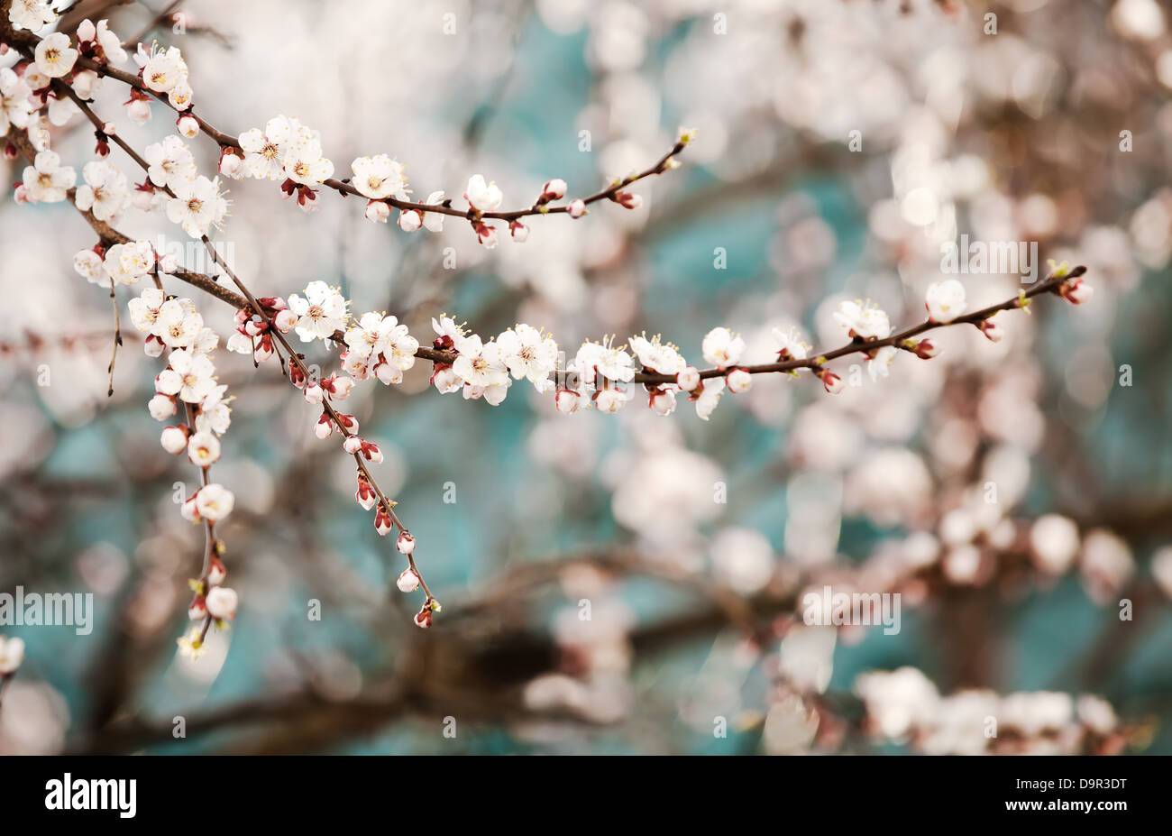 Blooming apricot tree Stock Photo - Alamy