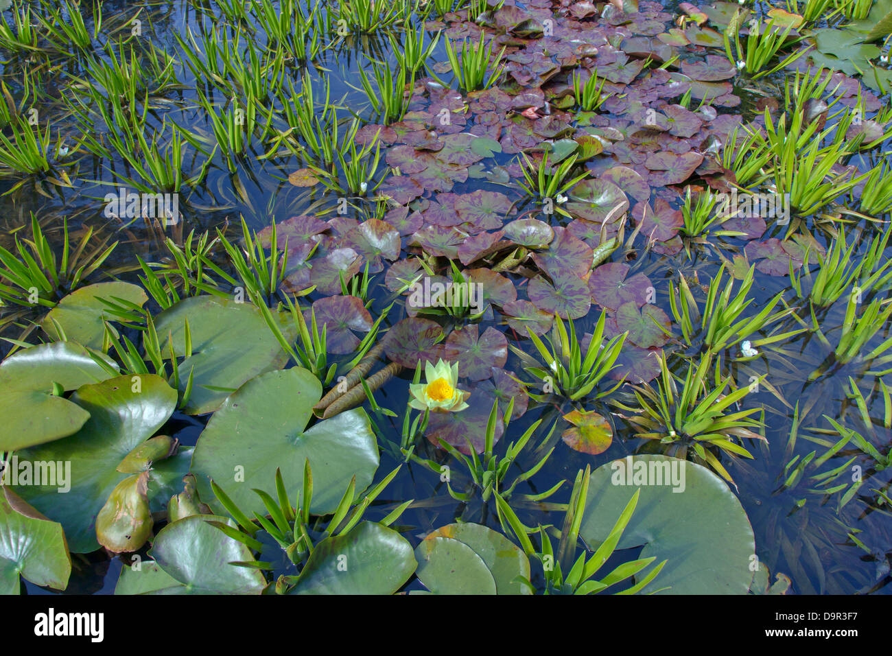 Healthy pond plants hi-res stock photography and images - Alamy