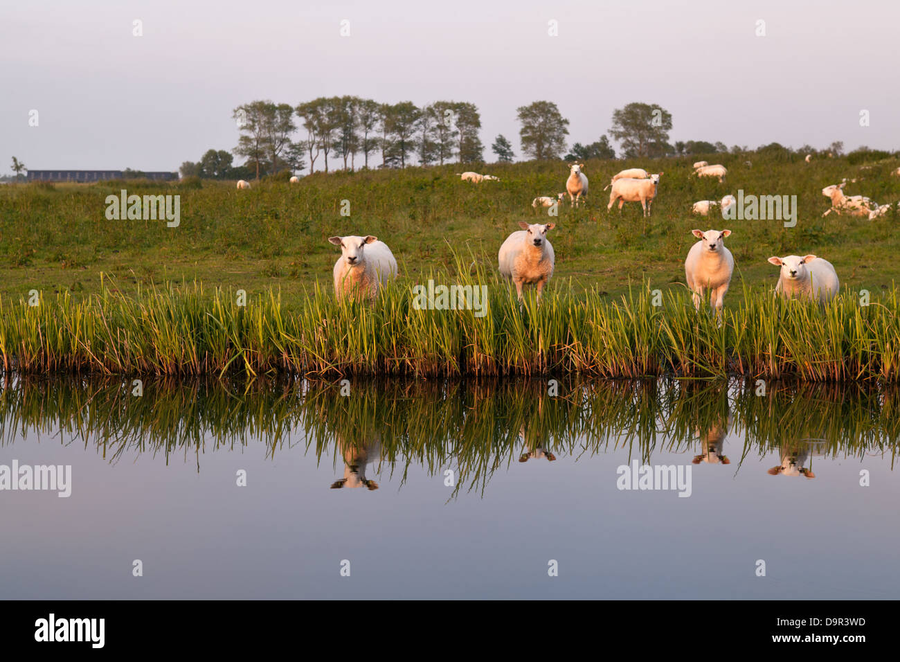 Sheep by the river hi-res stock photography and images - Alamy