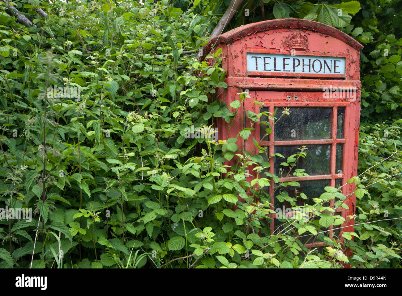 Traditional British red telephone box abandoned and overgrown ...