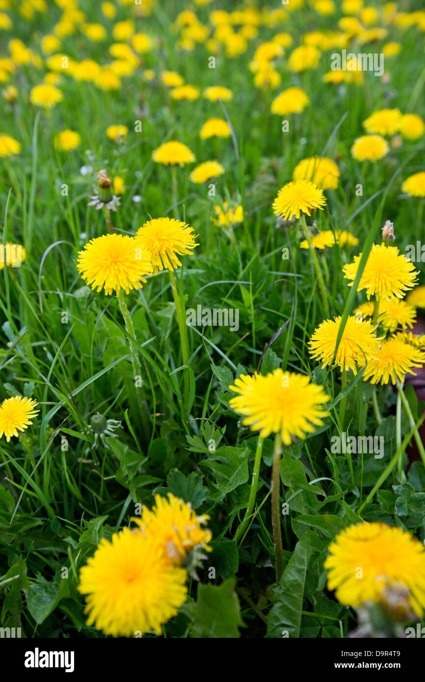 Yellow flowers in bloom, St. Moritz, Italy Stock Photo - Alamy