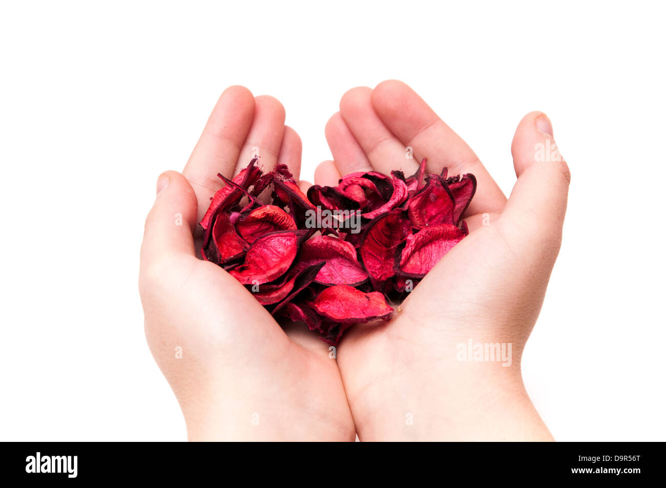 right hand, palm open full of rose petals Stock Photo - Alamy