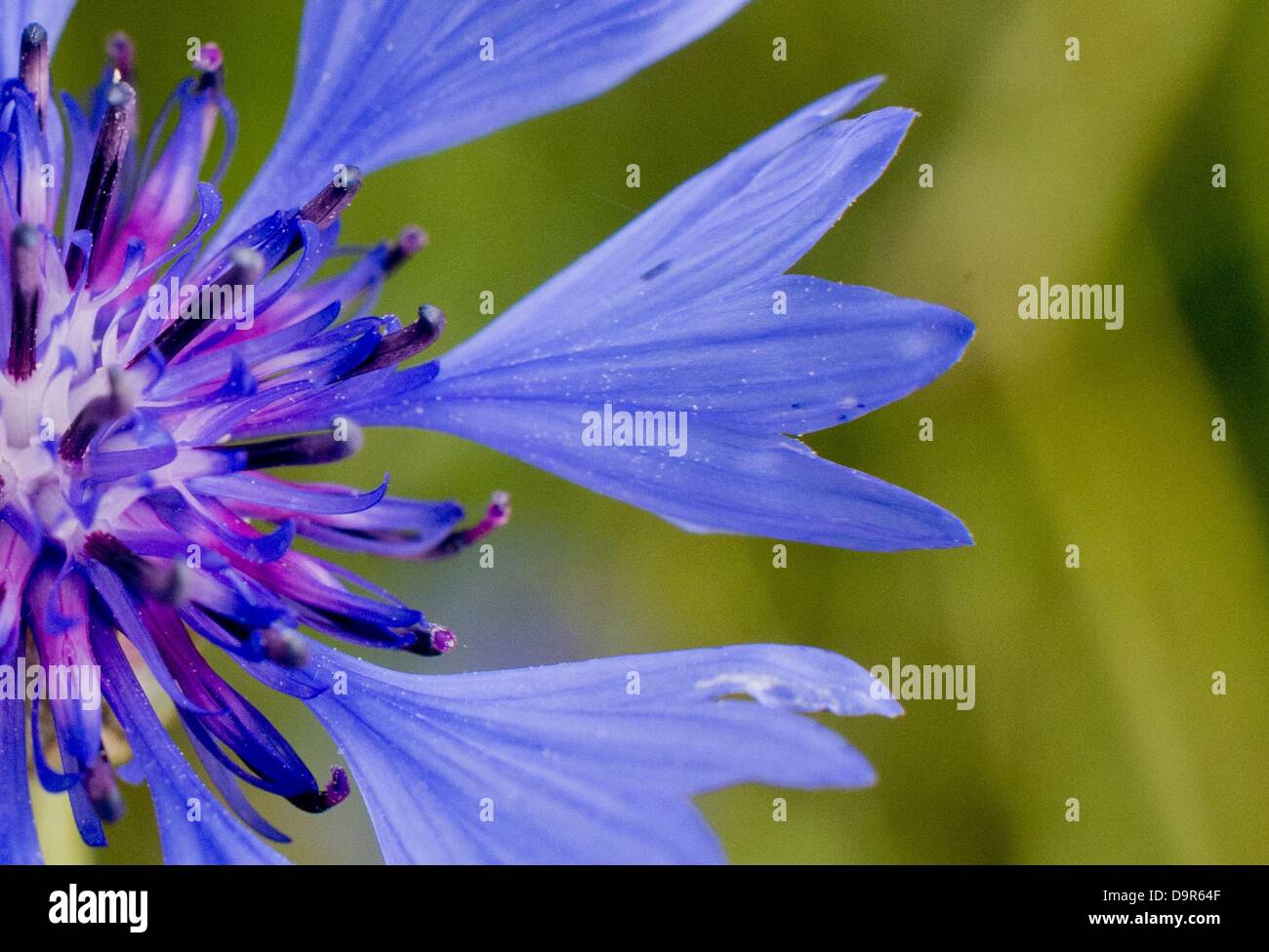 A cornflower (Centaurea cyanus) stands on a field near Mariental ...