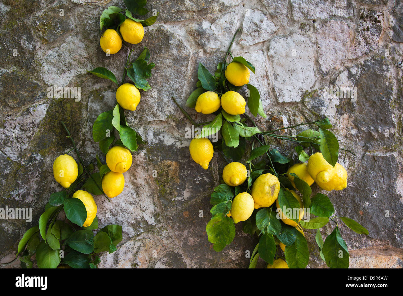 Amalfi lemons italy hi-res stock photography and images - Alamy