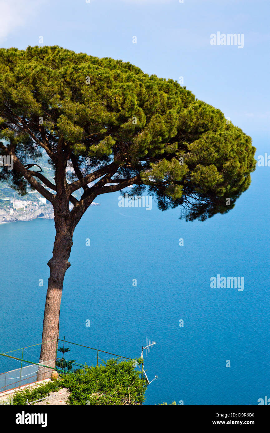 Tree at the coast, Ravello, Amalfi Coast, Salerno, Campania, Italy ...