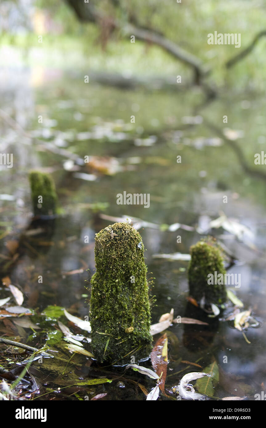 Mossy tree stumps sticking out of the water in the pond Stock Photo - Alamy