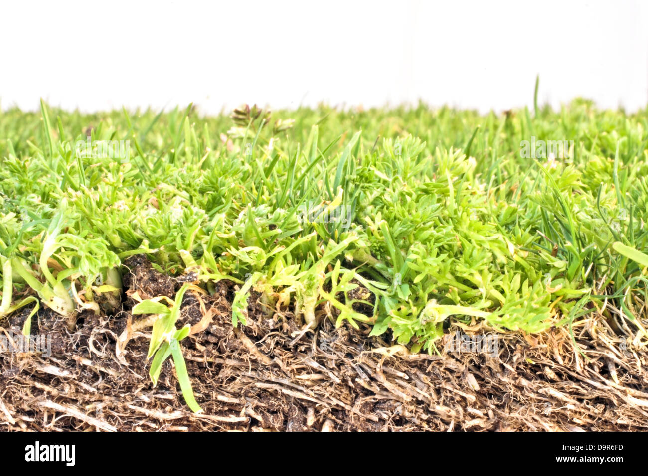 Grass growing in dirt, close up Stock Photo - Alamy