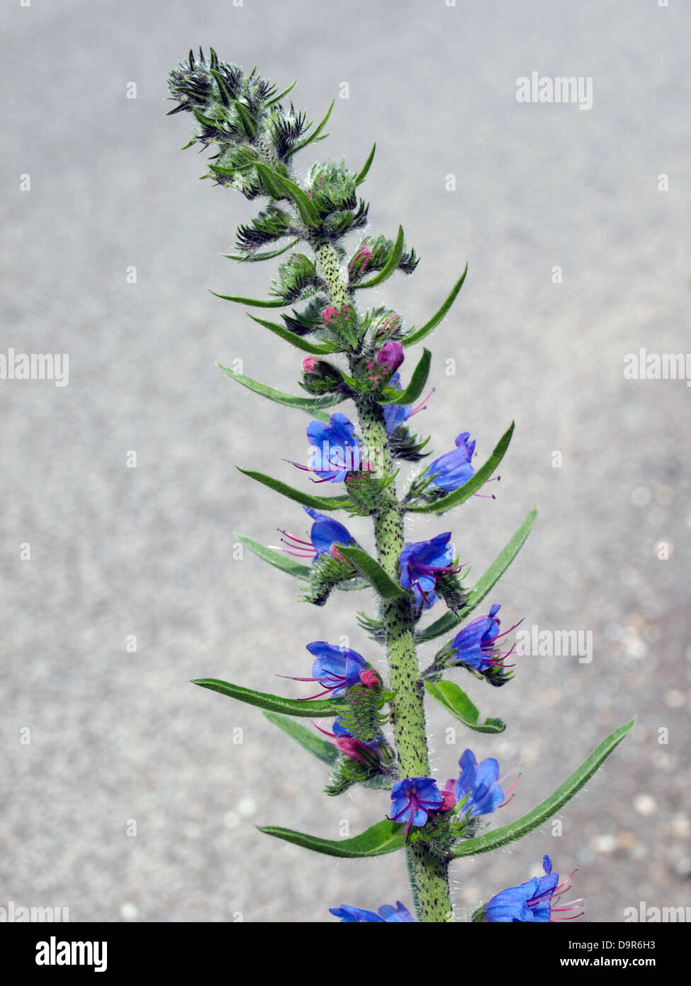 Echium vulgare blue flowers gray blackground Viper's Bugloss Blueweed ...