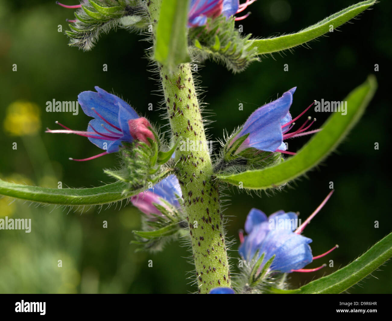 Echium vulgare blue flowers gray blackground Viper's Bugloss Blueweed ...