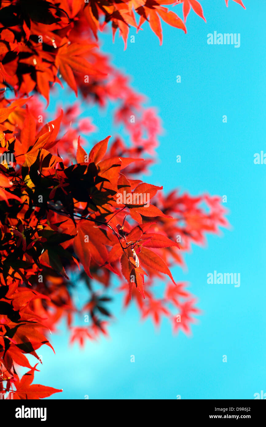 Acer tree leaves hi-res stock photography and images - Alamy