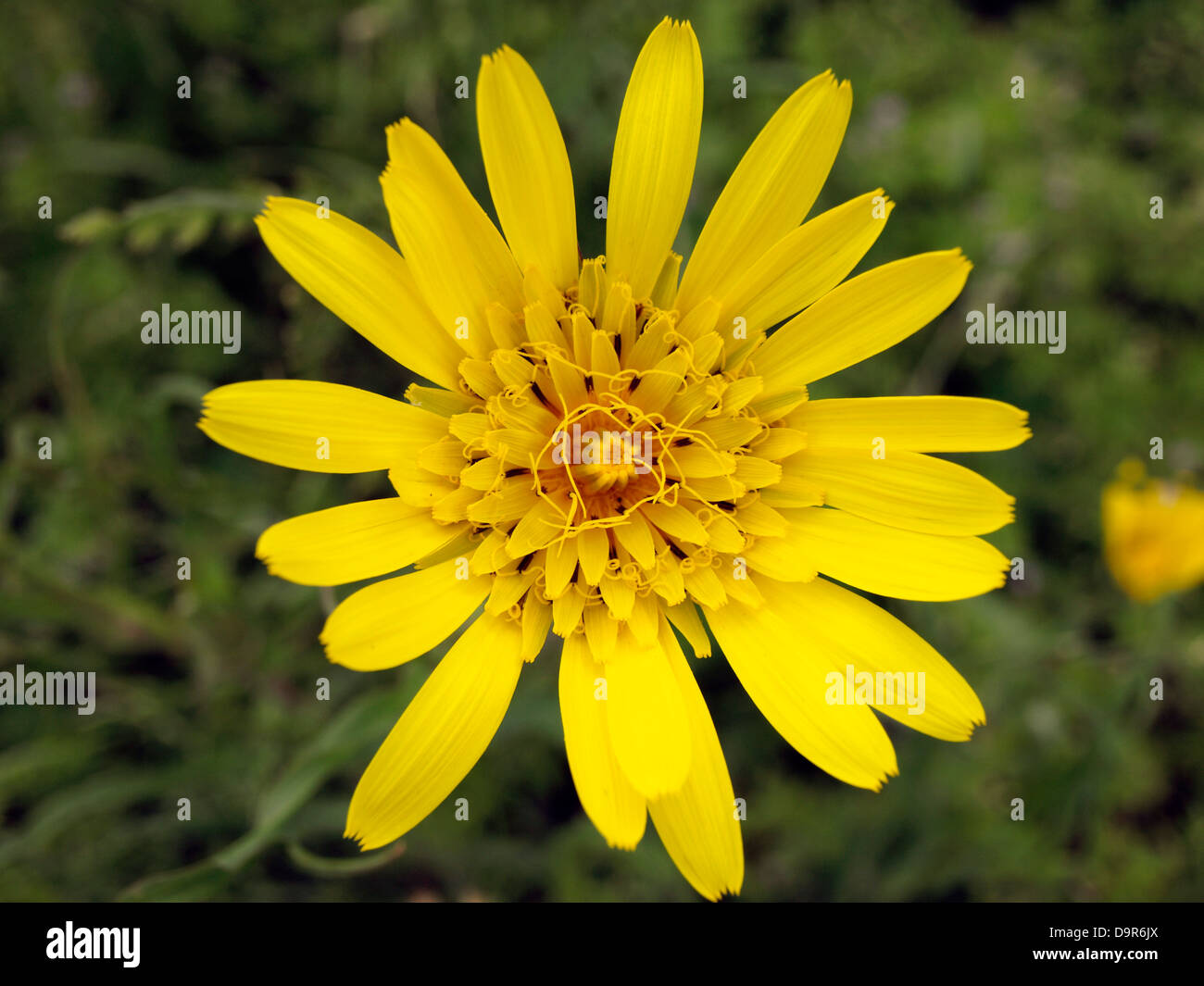 Tragopogon orientalis yellow flower salsify goatsbeard Stock Photo - Alamy