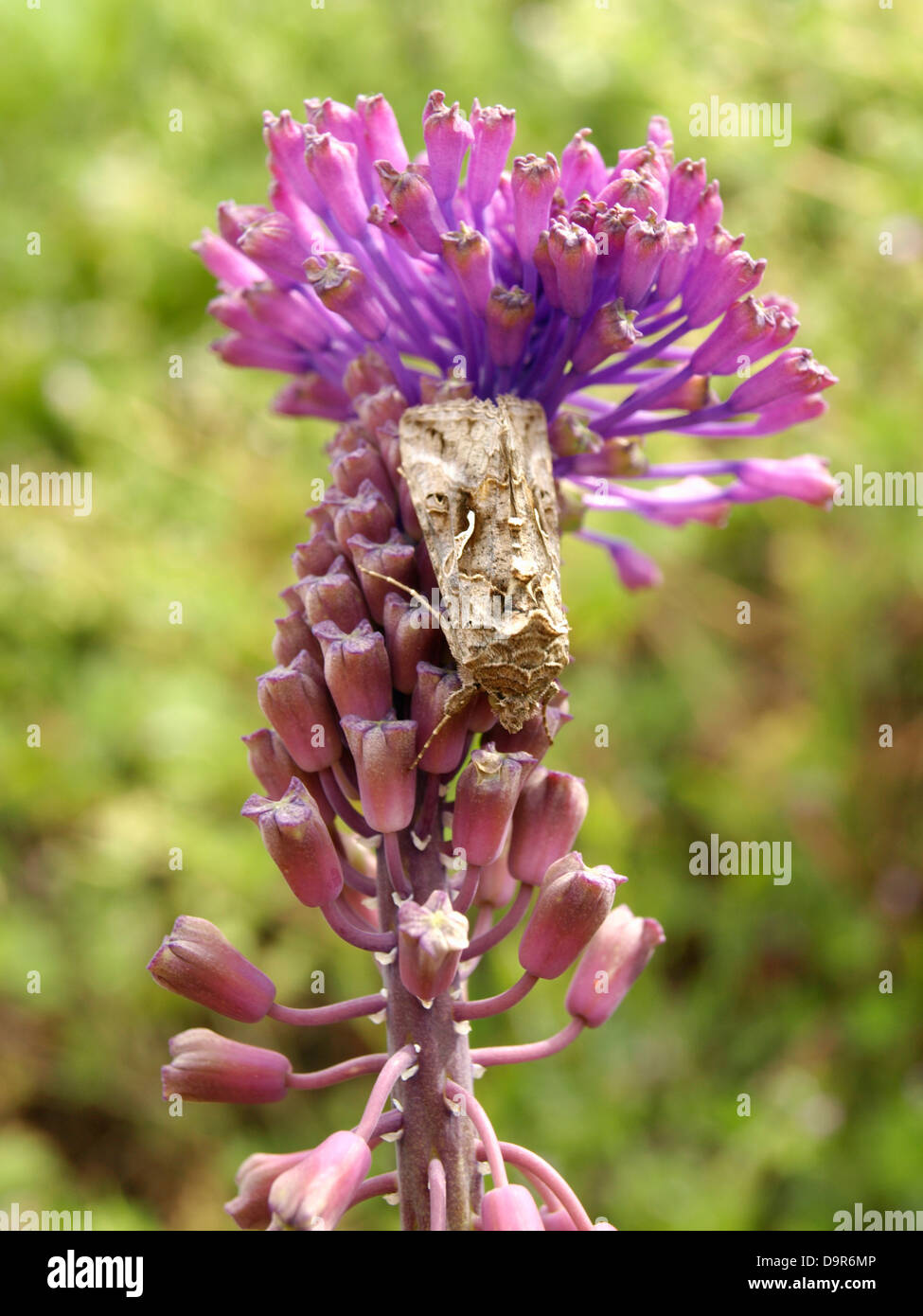 flower and moth violet flower Stock Photo - Alamy