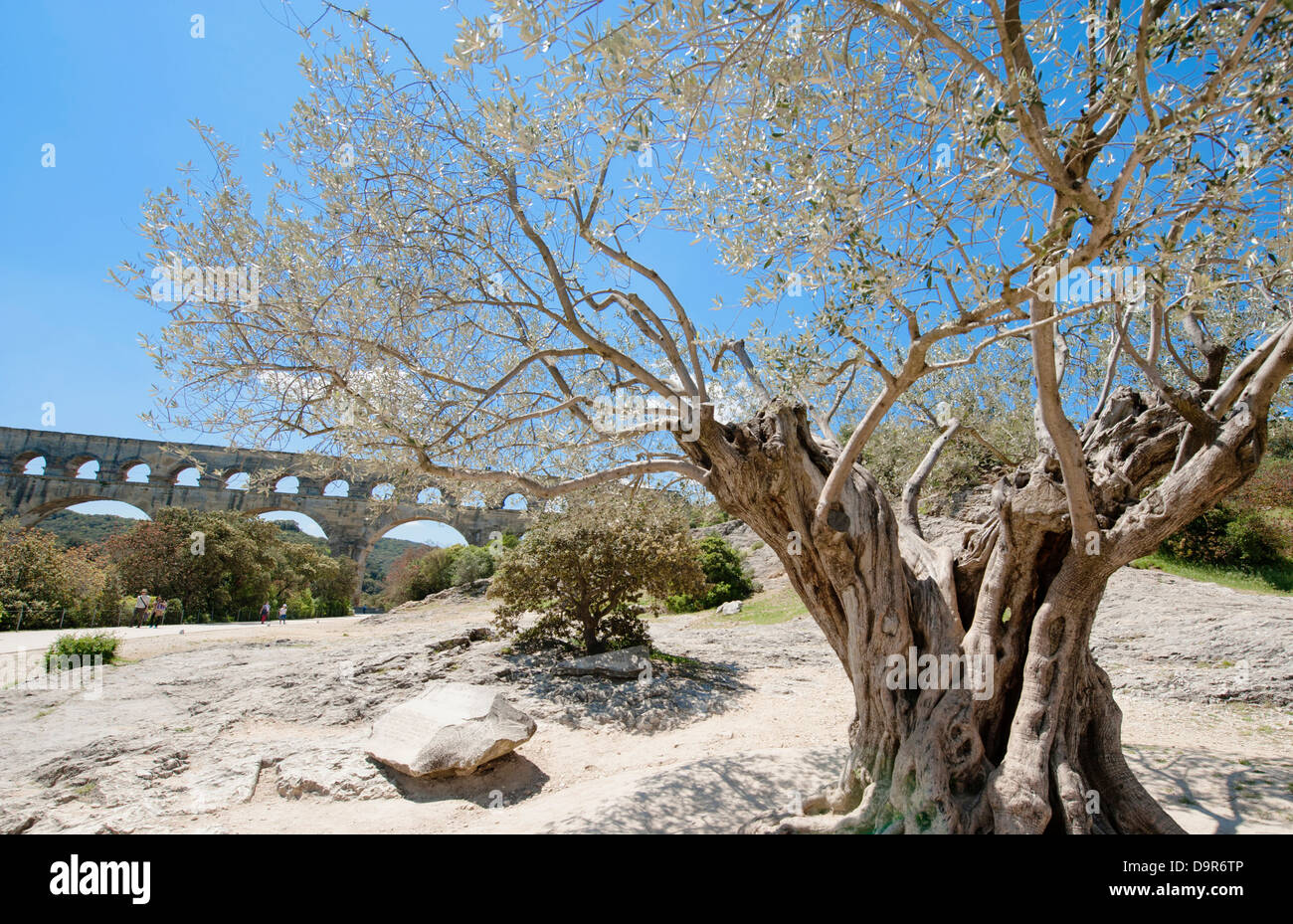 Old olive tree on the grounds of UNESCO World Heritage Pont du Gard in ...