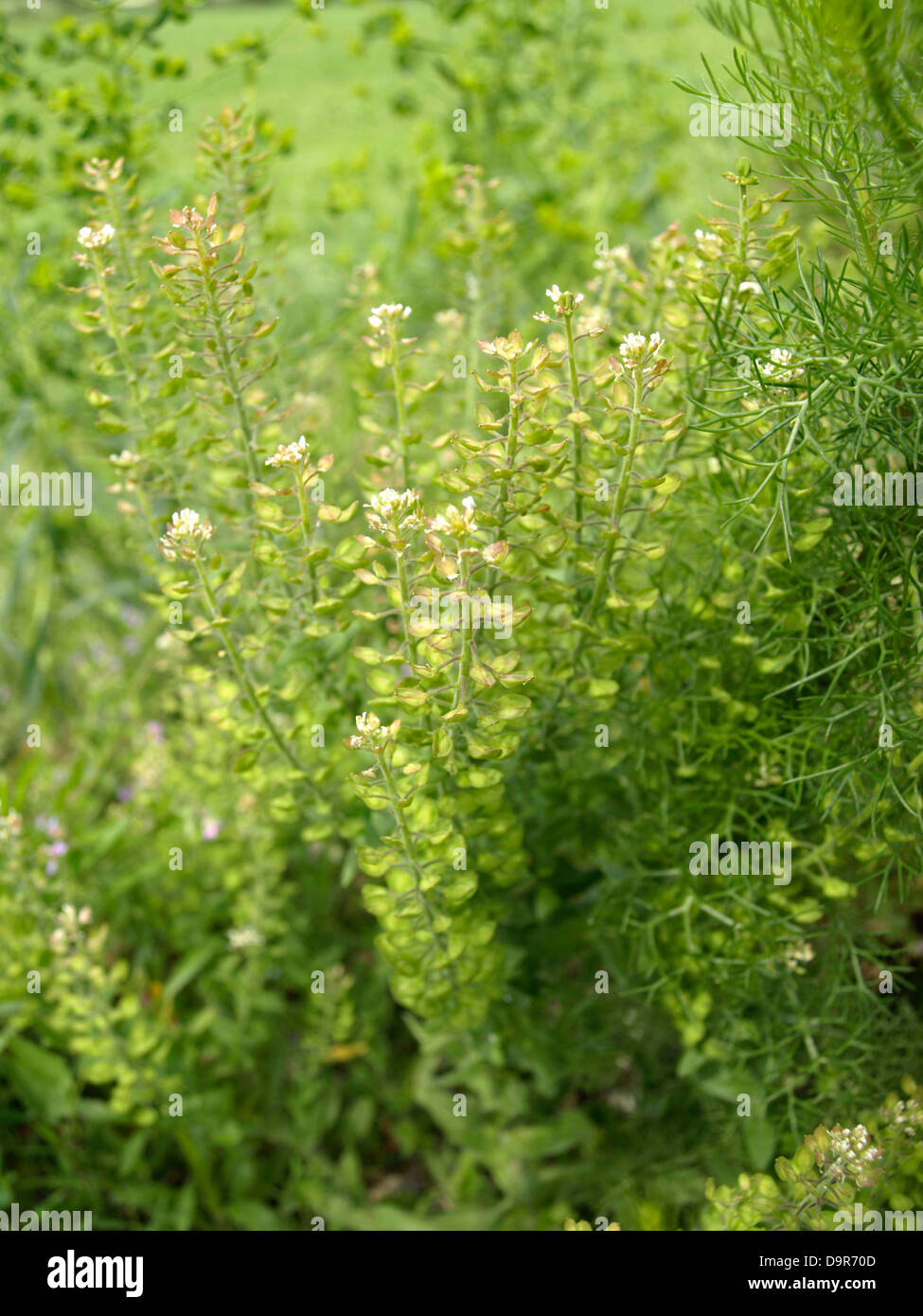 thlaspi hyperaccumulator of heavy metals Stock Photo - Alamy