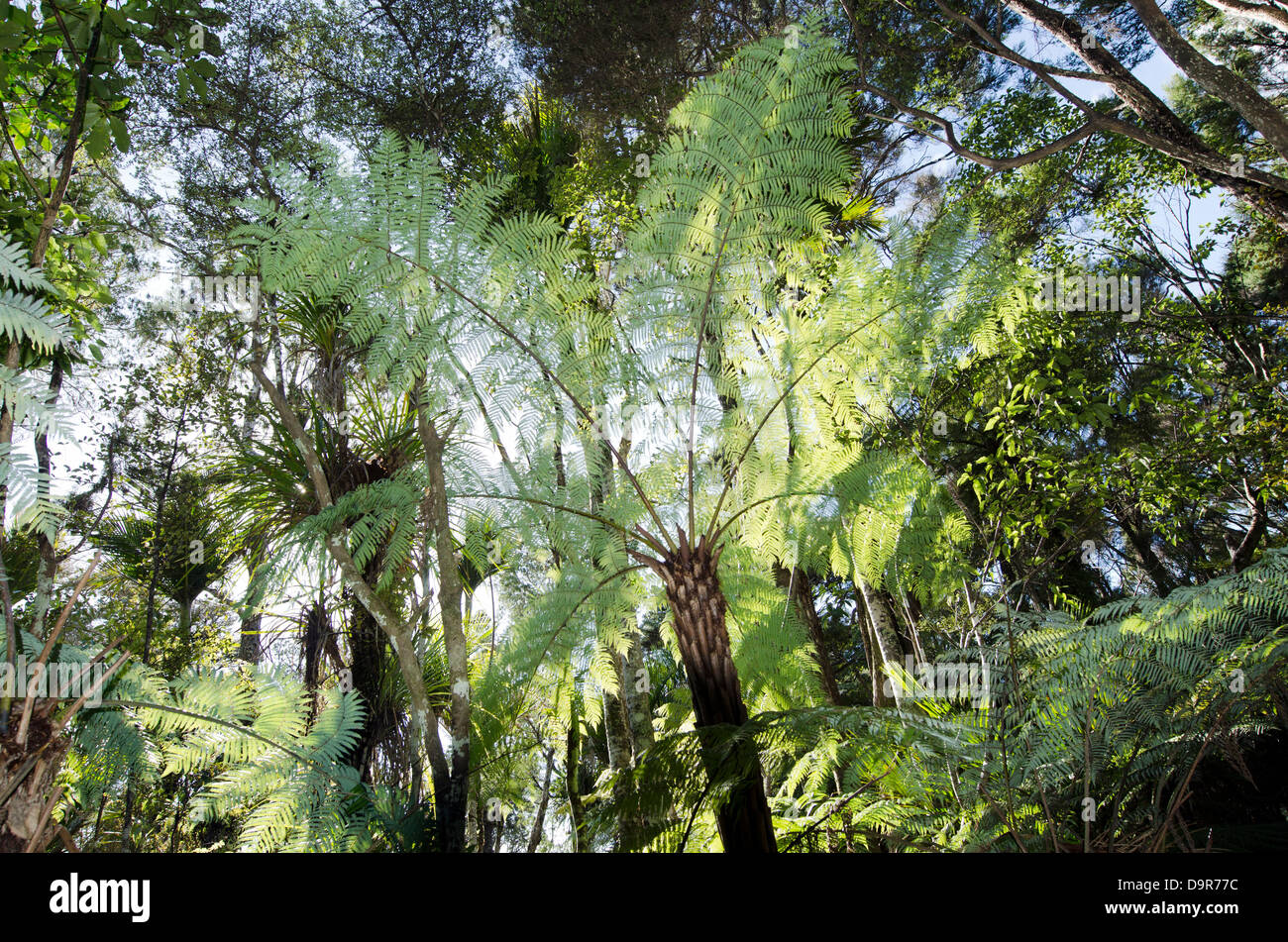 Maori Koru Symbol High Resolution Stock Photography and Images - Alamy