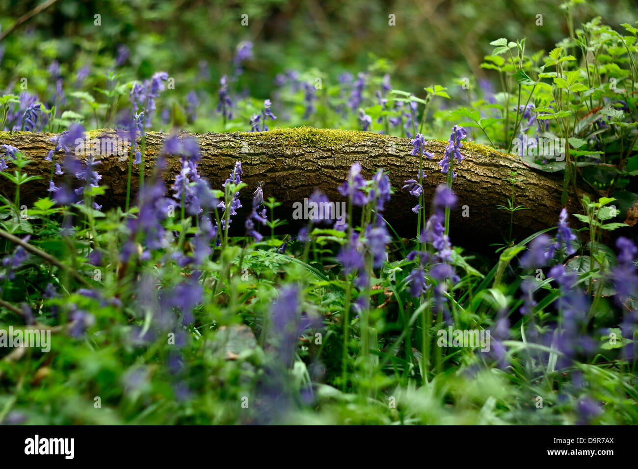 log with bluebells Stock Photo - Alamy