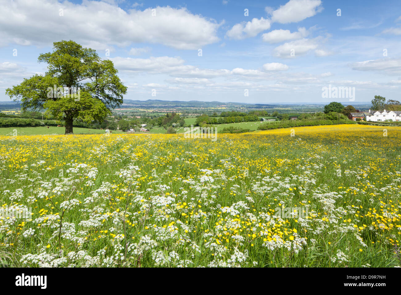 A view across wildflower meadows from the Marcle Ridge near Much Marcle ...