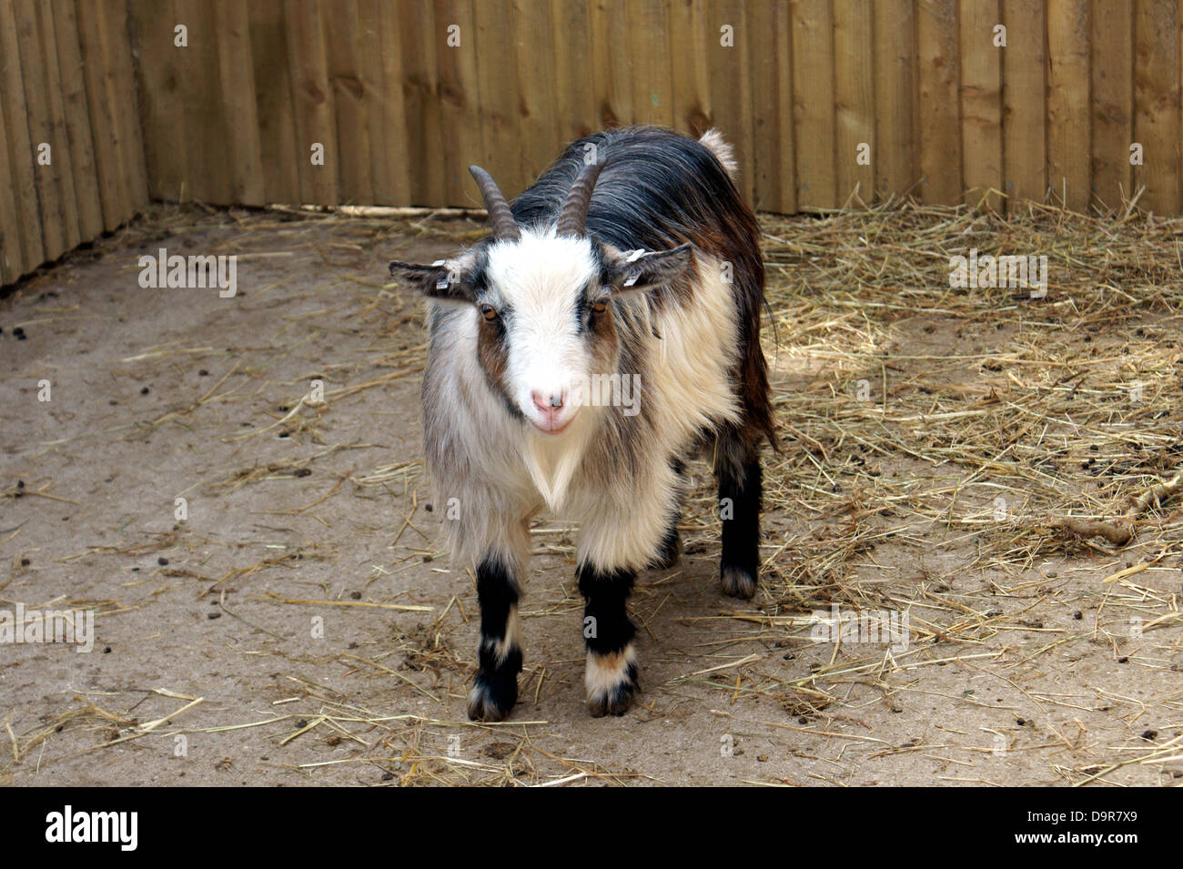 Goat wool carpet hi-res stock photography and images - Alamy